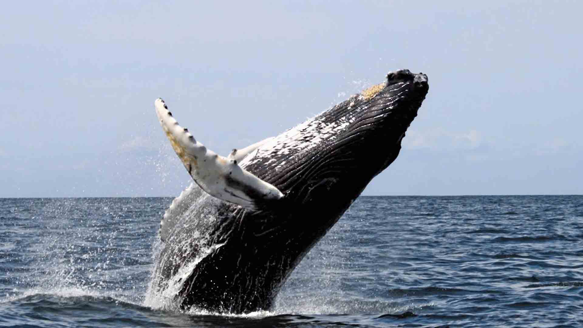 Inicia temporada observación de ballenas jorobadas - Antena 7
